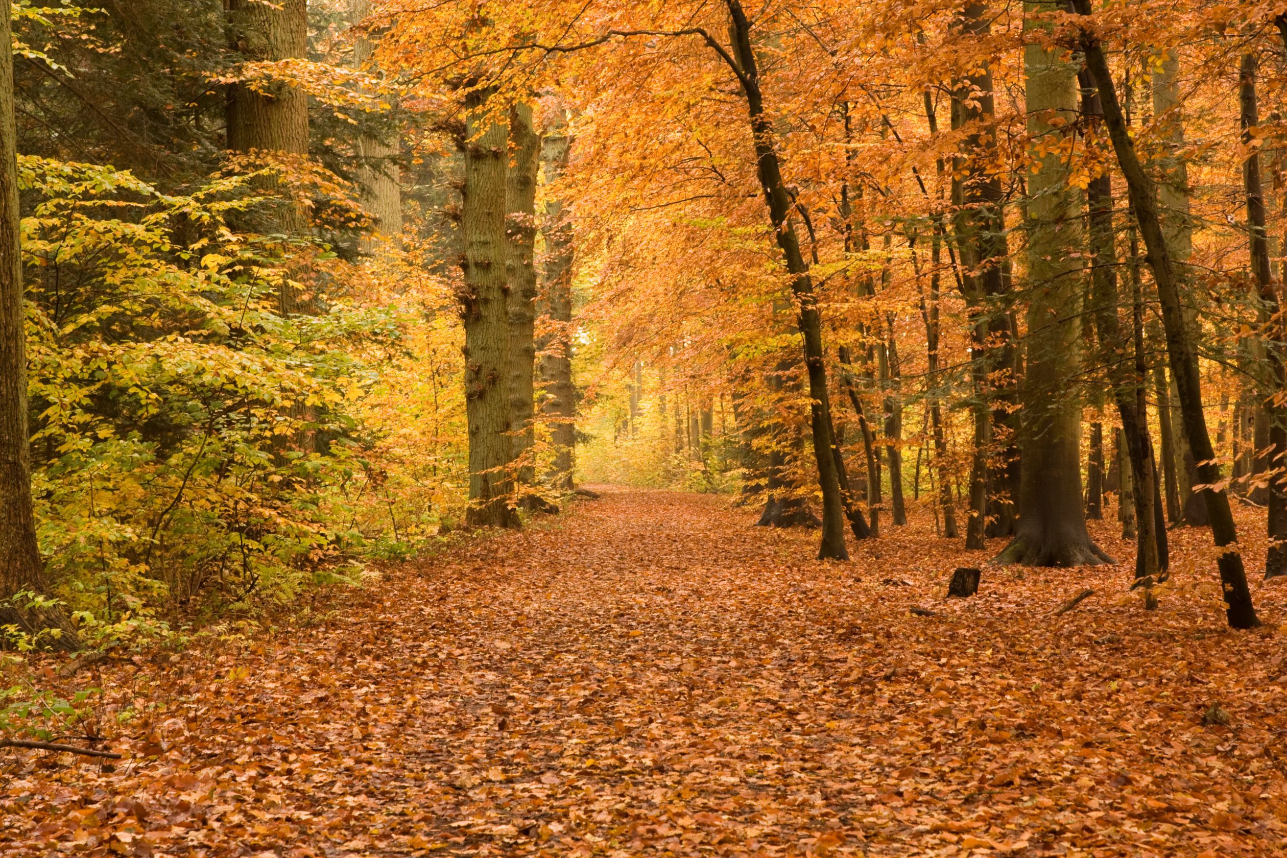 Wayland Fields Barratt