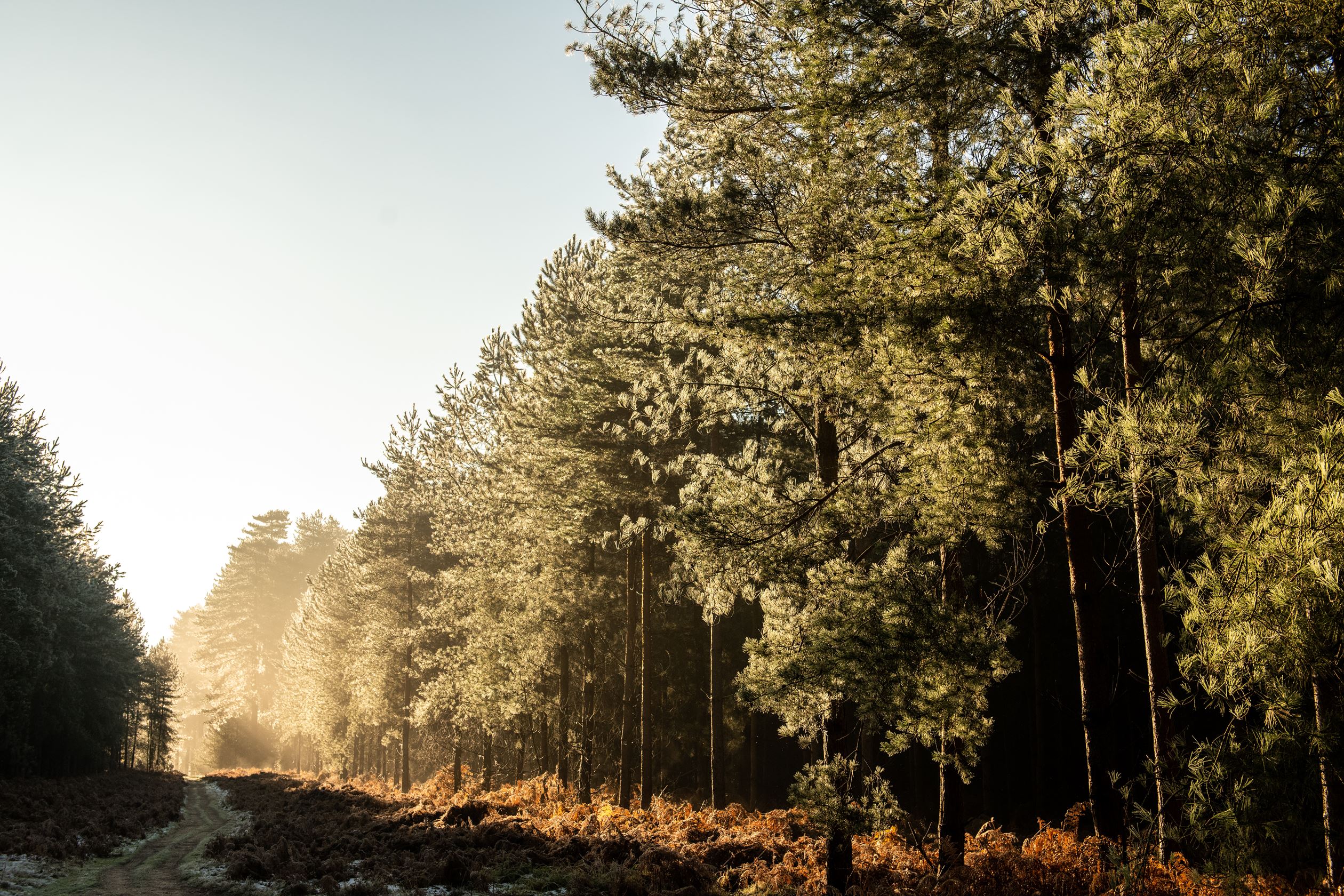 Wayland Fields Barratt