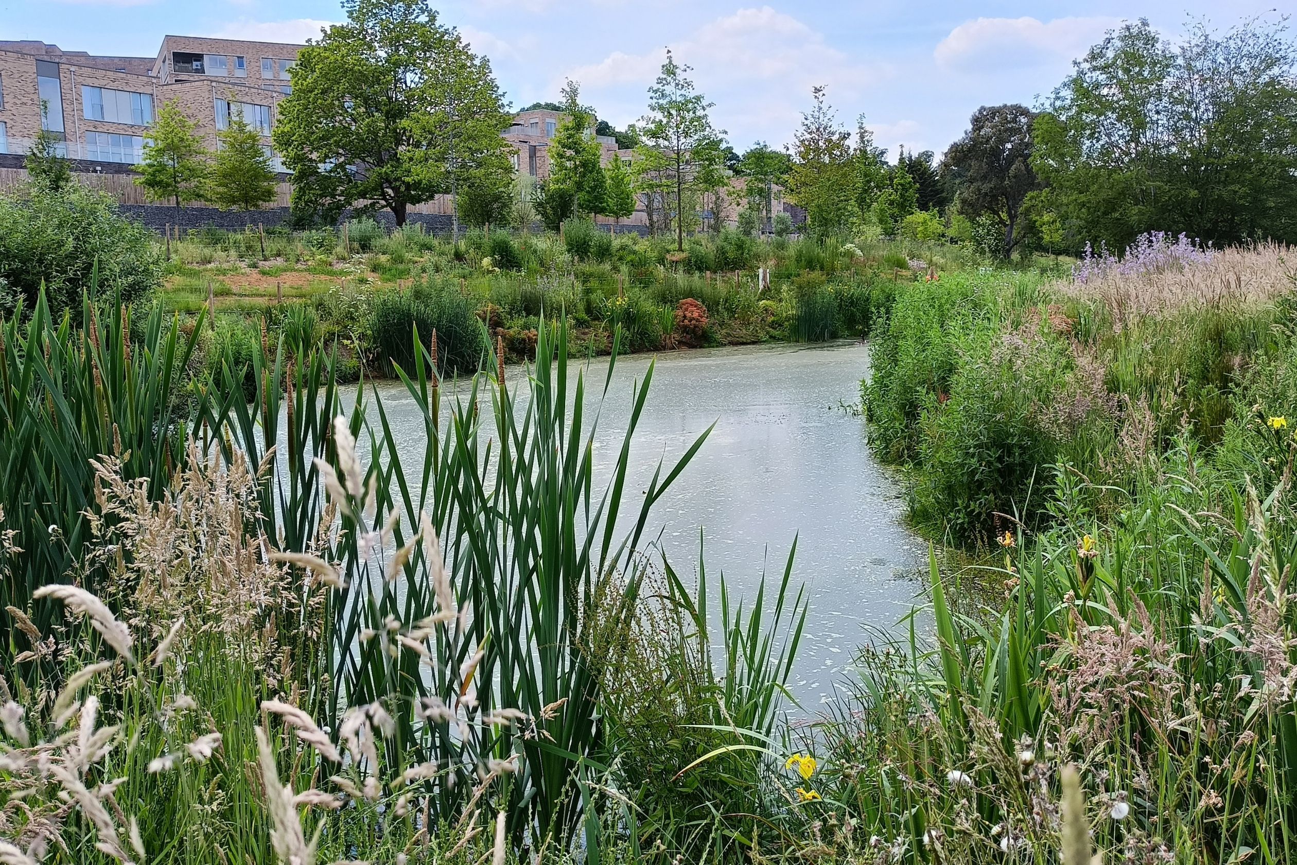 Ridgeway Views: New homes in Mill Hill, London | Barratt London